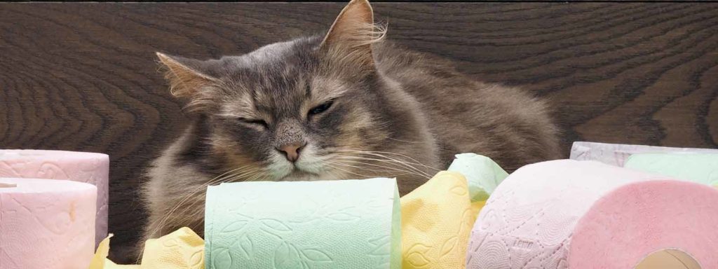 Les diarrhées du chat : causes et traitement